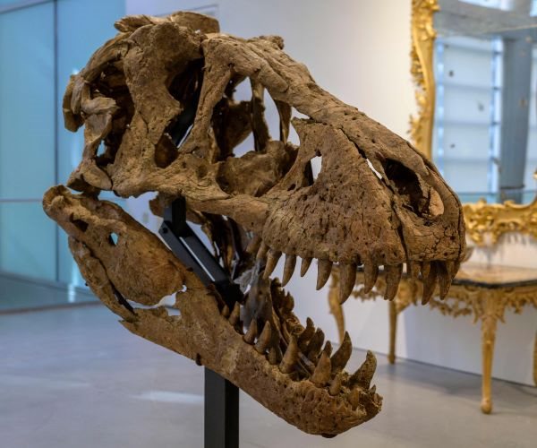 T Rex Skull Unearthed in S.D. to Be Auctioned at Sotheby's | Newsmax.com