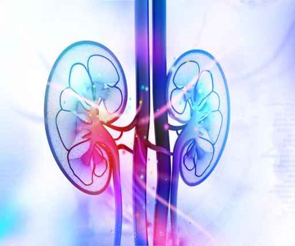 Kidney Tissue Grown in Lab | Newsmax.com