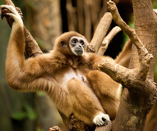 Extinct 'New' Ape Species Discovered in Chinese Tomb | Newsmax.com