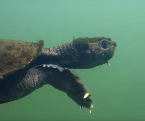 Mary River Turtle at Risk of Extinction in Australia | Newsmax.com