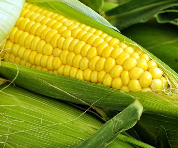 Here's How Corn Makes America Go Round | Newsmax.com