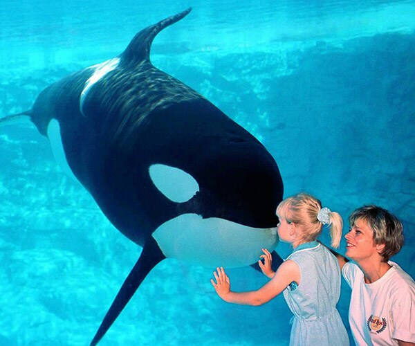 Tilikum Fin