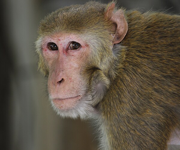 Monkey Loose at San Antonio Airport Captured After 2 Hours | Newsmax.com