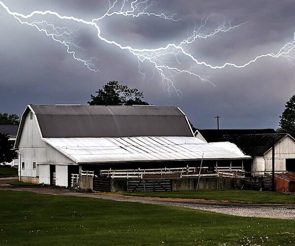 Colorado Rancher, 37 Cattle Fatally Struck by Lightning | Newsmax.com