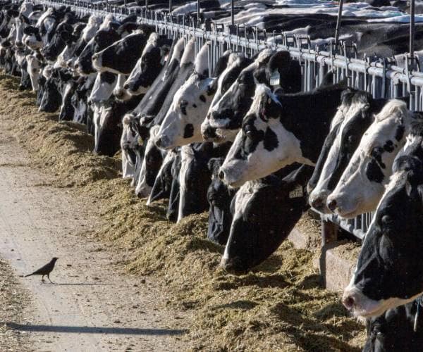 Dairy Cattle in Texas, Kansas Test Positive for Bird Flu | Newsmax.com