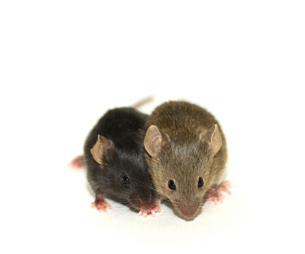 Scientists Create Mice with Two Biological Dads | Newsmax.com