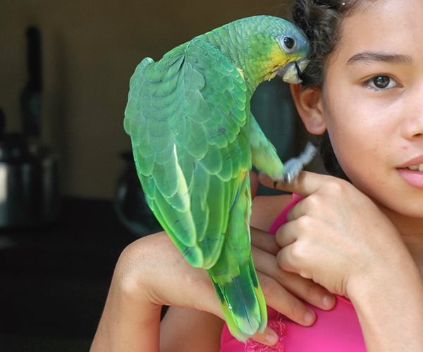 Parrot Taken Into Custody After Warning Drug Dealers About Police ...