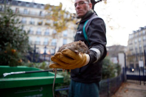 Rats! Paris Fights Back against Rodent Infestation | Newsmax.com