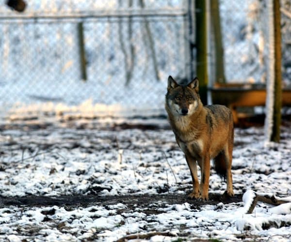 Jogger Attacked by Wolves in Wildlife Park in France | Newsmax.com