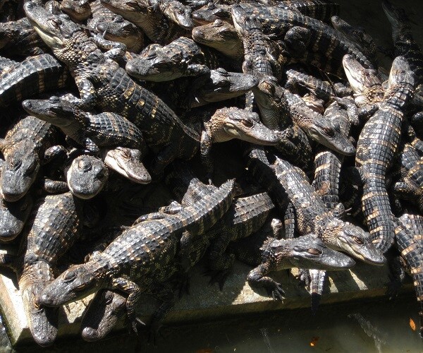 300 Crocodiles Slaughtered in Revenge for Fatal Attack | Newsmax.com