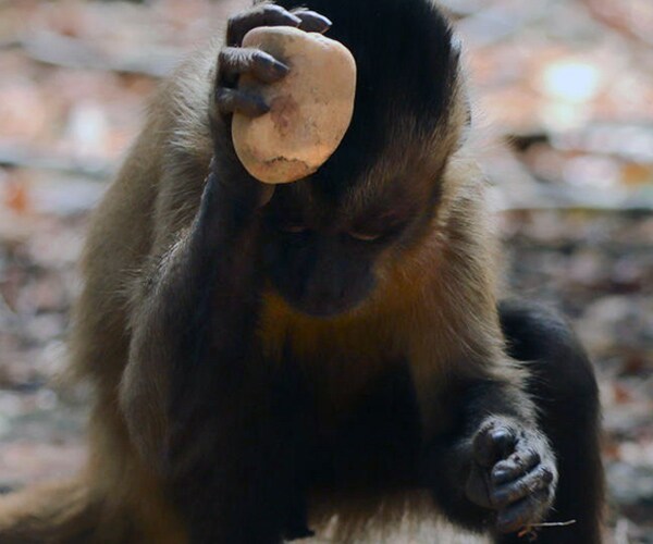 Brazil Monkeys Using Stone Tools for 700 Years, Study Finds | Newsmax.com