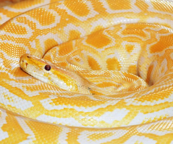 Redding Fire: Python Escapes During Reptile Pet Store Evacuation ...