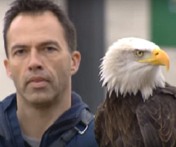 Anti-Drone Eagles Trained by Dutch Police to Slam Aircrafts Into Ground ...