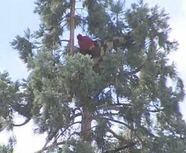 Seattle Man in Tree May Be Having 'Crisis,' Say Cops | Newsmax.com