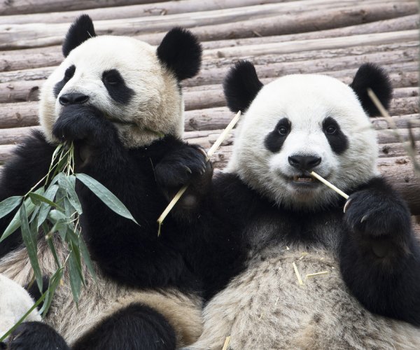 Giant Pandas Returning to Washington's National Zoo | Newsmax.com