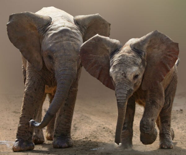 Value Animals' Lives as We Would Our Own | Newsmax.com