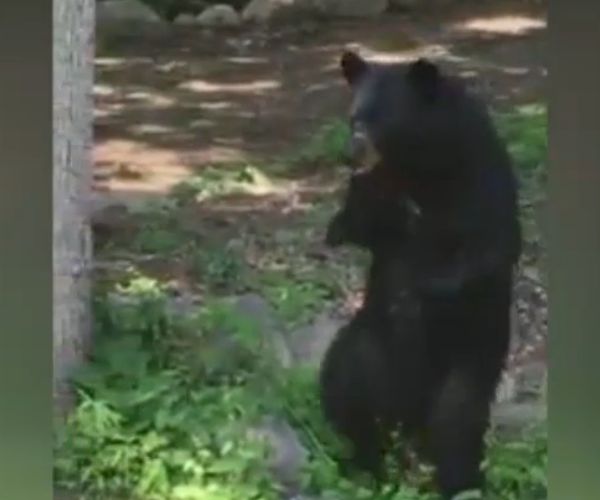 Upright Bear in NJ Continues Bipedal Walkabout and Wins New Fans ...