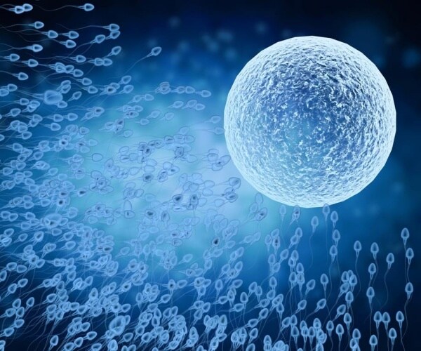 Fertility Treatment Raises Babies' Heart Defect Risk | Newsmax.com