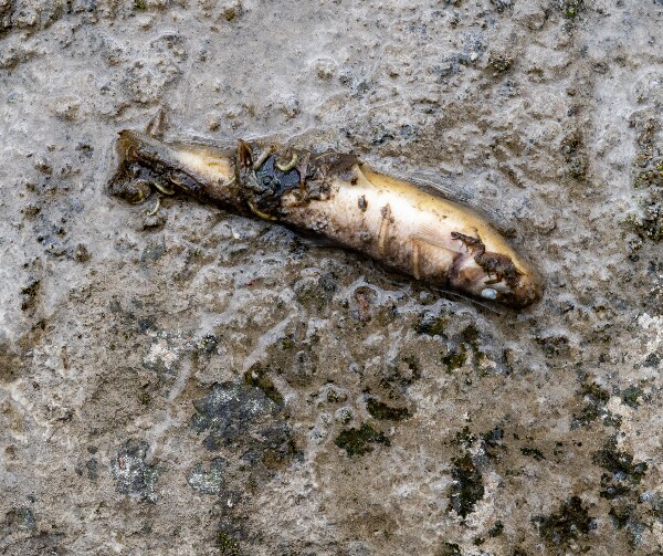 Ohio Residents, Norfolk Southern Strike a Deal on Crash Evidence ...