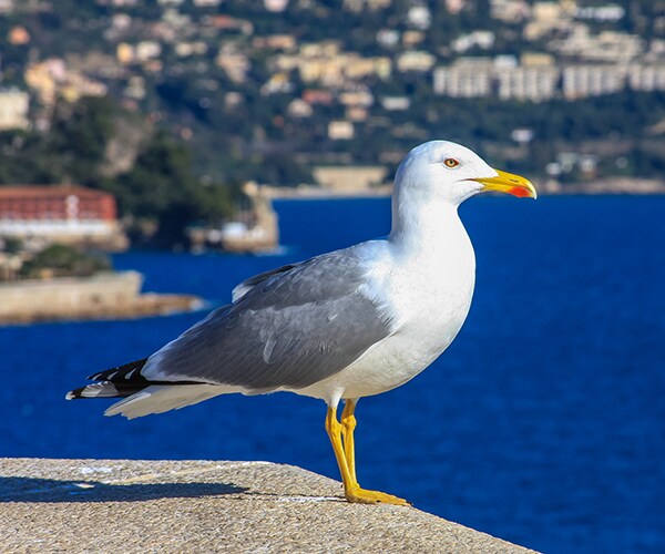 Dinosaur-Era Bird Fossil Gives Insight Into Birds' Evolution | Newsmax.com