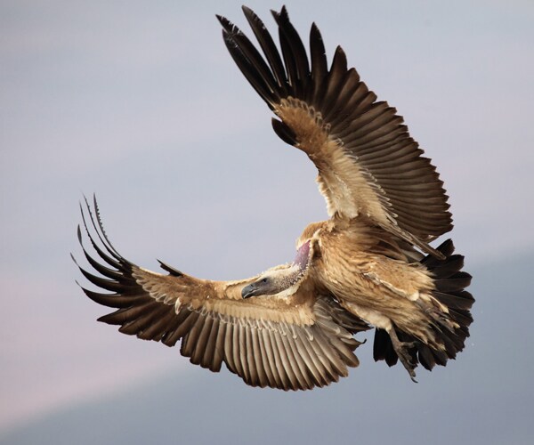Colorado Hailstorm Kills Rare Species-Saving Vulture at Zoo | Newsmax.com