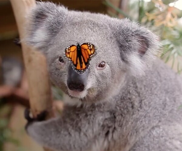 Koala Joey's Butterfly Encounter Cutely Timed for Filming | Newsmax.com