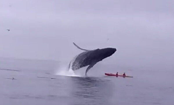 Breaching Humpback Nearly Crushes Pair of Kayakers (Video) | Newsmax.com