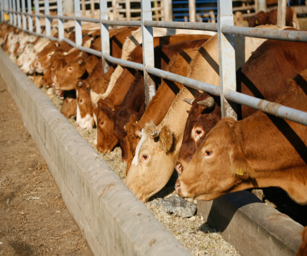 Burping Cows Get OK to Enter Carbon-Offset Market | Newsmax.com