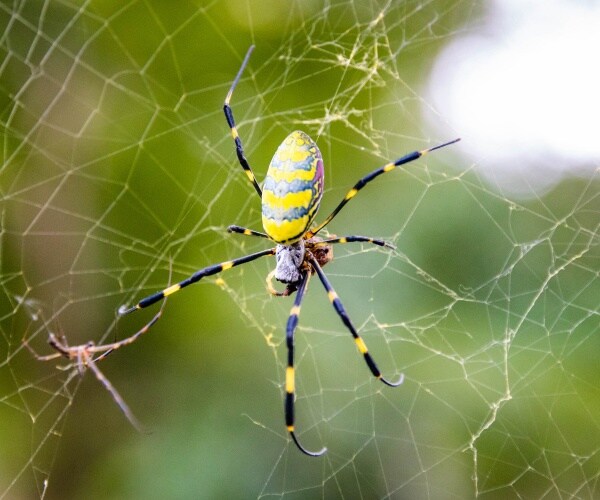 Giant Venomous Flying Spiders Head to the Northeast | Newsmax.com
