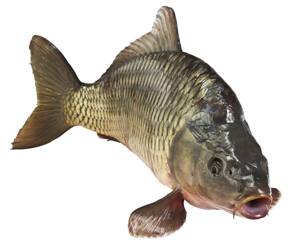 Australian Carp: Kiss Them Goodbye After They Get Herpes | Newsmax.com