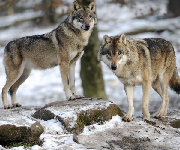Gray Wolf May Lose Protected Status | Newsmax.com