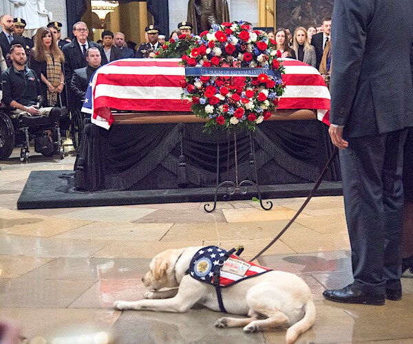 George H.W. Bush's Service Dog Sully Starts New Job at Walter Reed ...