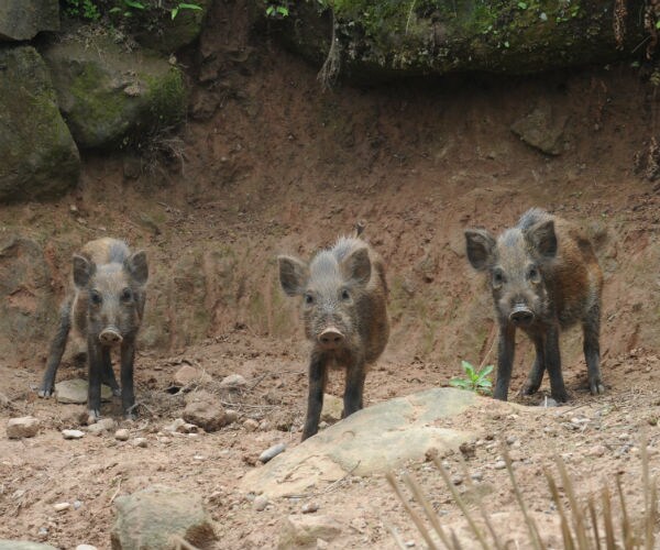 Report: Wild Boars Kill 3 ISIS Militants in Iraq | Newsmax.com