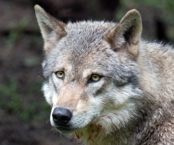 Colorado Releases 5 Gray Wolves Over Ranchers' Objections | Newsmax.com