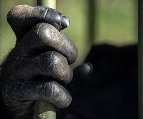 Isolated Chimp Makes Friends at New Home | Newsmax.com