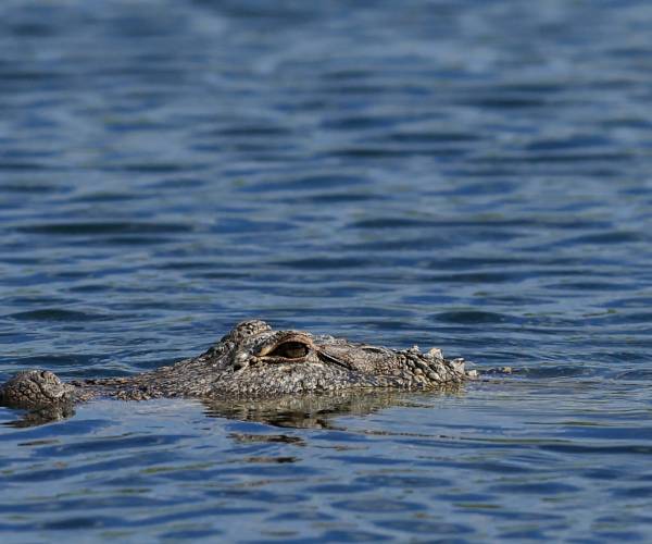 Displaced Alligators Throw Chaos Into Milton Cleanup | Newsmax.com