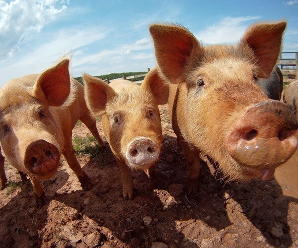 Thousands of Pigs Rot in Compost as US Faces Meat Shortage | Newsmax.com