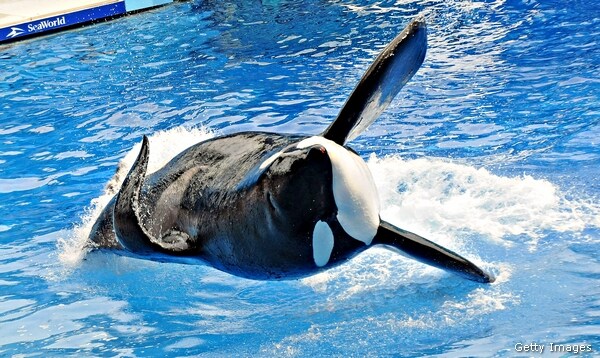 SeaWorld Asks Judges to Overturn Contact Ban Between Whales and ...