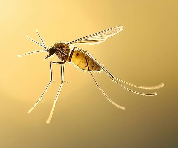 Gates-Backed Researchers Develop Mosquito 'Flying Syringes' | Newsmax.com