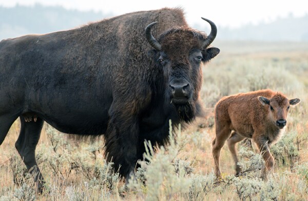 Second Bison Attack Occurs Within a Month of the Other at Yellowstone ...