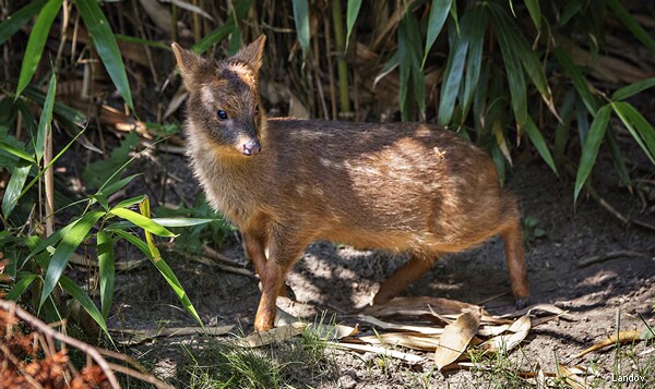 Queens Zoo's New-Born Pudu Deer Will Stand Foot Tall When Grown (Video ...