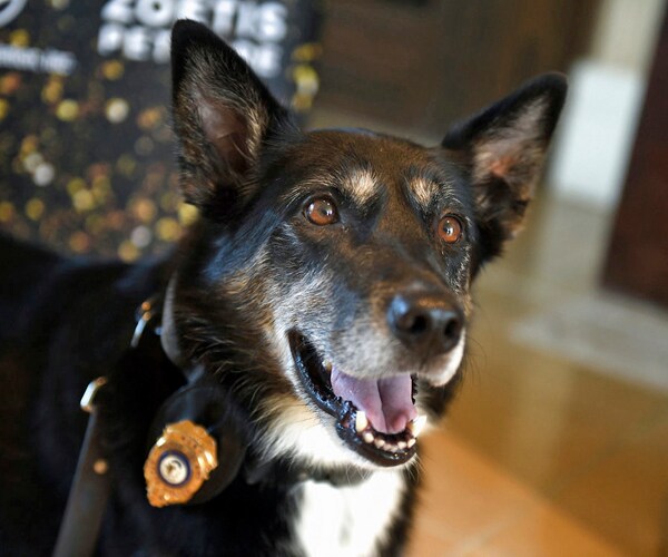 'Rescued by Ruby' K-9 Featured in Netflix Show Euthanized | Newsmax.com