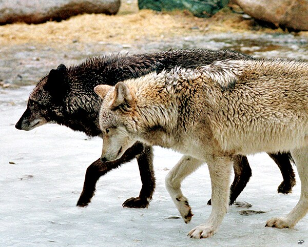 Foes of Wolf Hunting in Minnesota Face Uphill Battle After Ruling ...
