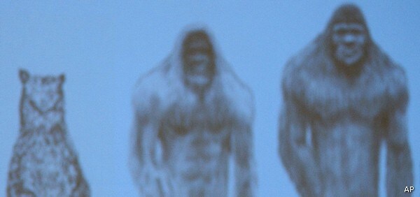 Mythical Yeti 'Could be Descended from Ancient Polar Bear' | Newsmax.com