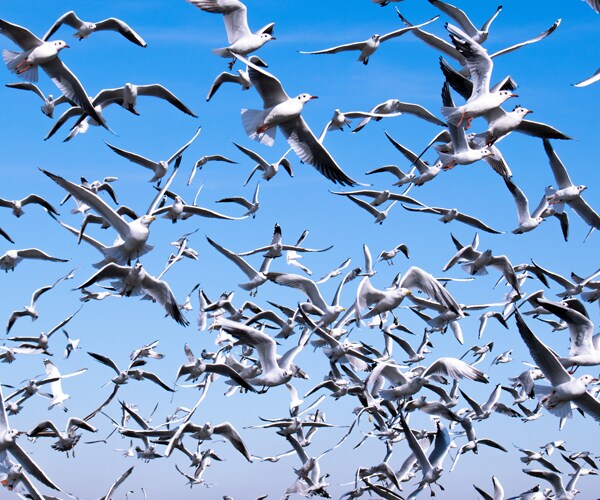 Hotel Ban Lifted 17 Years After Incident With Seagulls, Pepperoni ...