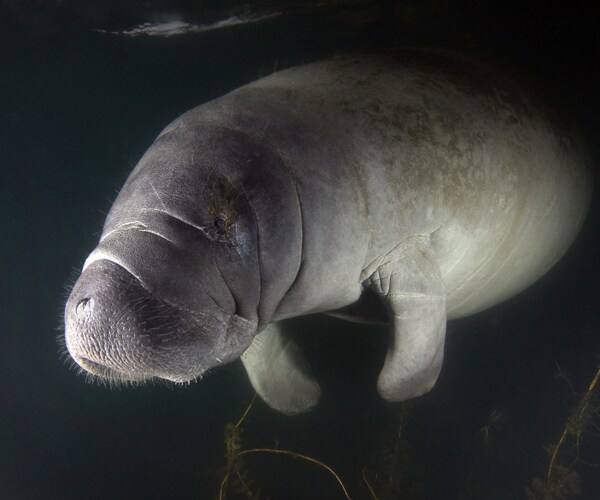 Baby Manatee Stranded in Florida River Saved by Ohio Family | Newsmax.com