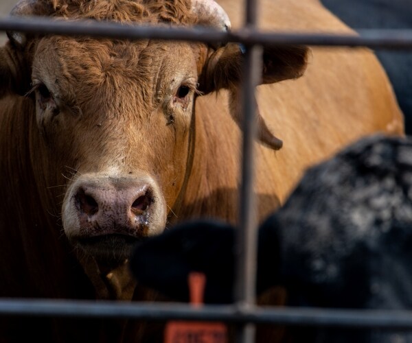 Farmers, Conservatives Have Beef With Electronic Cattle Tracking Plan ...