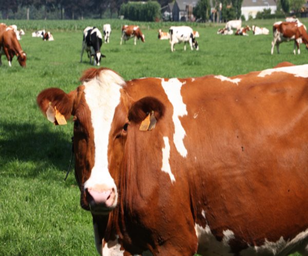 Transgenic Cows Produce 'Safe' Experimental Therapy for MERS | Newsmax.com