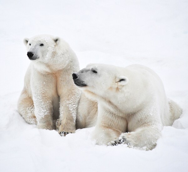 Judge Throws Out Trump-Era Approvals for Alaska Oil Project | Newsmax.com