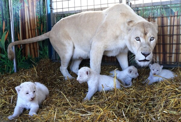4 Rare White Lion Cubs Born at Circus in Germany | Newsmax.com